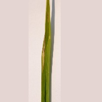 Rice Leaf Disease detection obj Object Detection Dataset and Pre ...