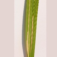 Rice Leaf Disease detection obj Object Detection Dataset and Pre ...