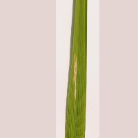 Rice Leaf Disease detection obj Object Detection Dataset and Pre ...