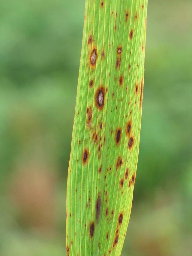 Rice leaf disease detection Classification Dataset and Pre-Trained ...