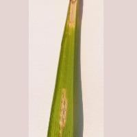 Rice Leaf Disease detection obj Object Detection Dataset and Pre ...