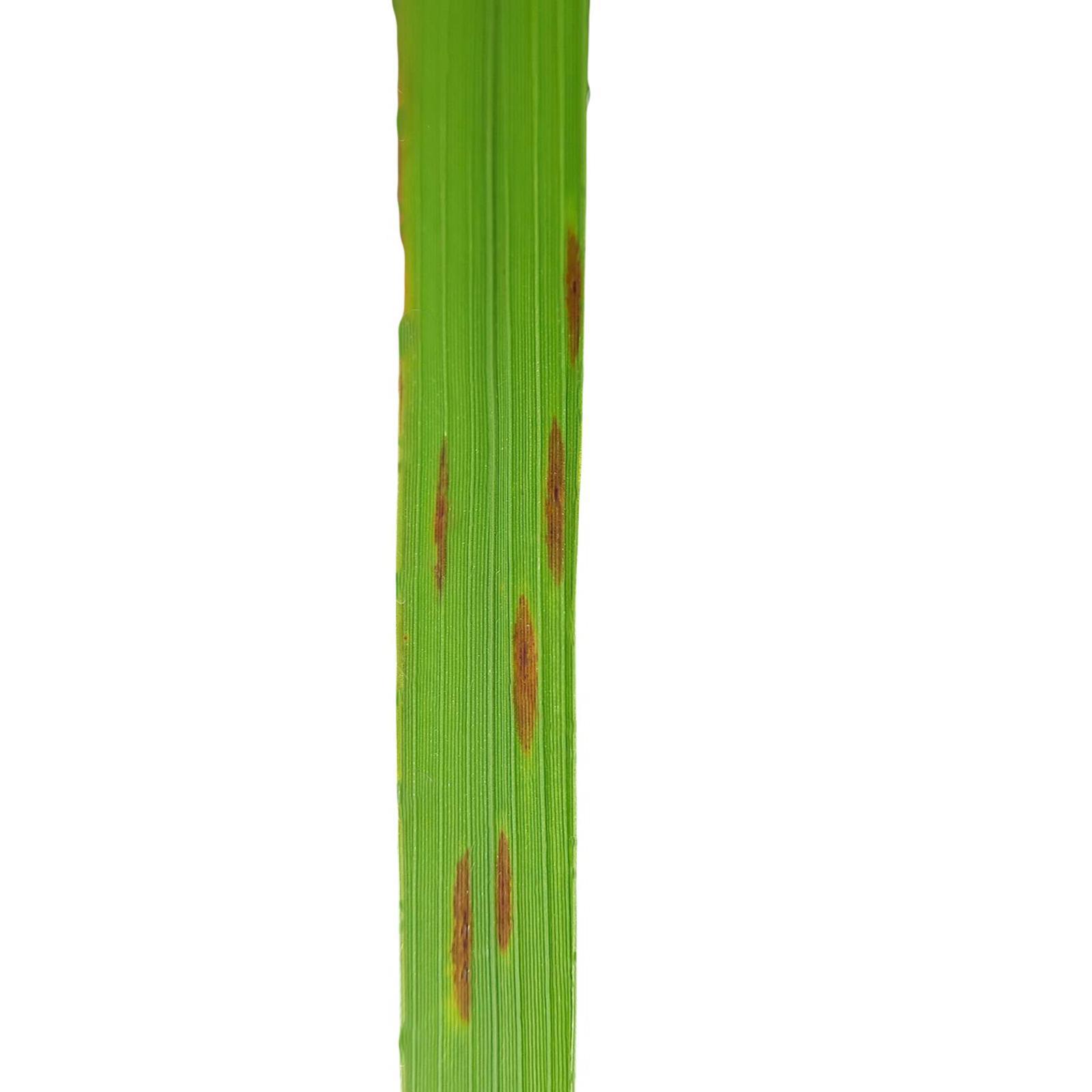 Rice Leaf Disease detection obj Object Detection Dataset (v1, 2023-03 ... Rice Leaf Disease detection obj Object Detection Dataset (v1, 2023-03 ...
