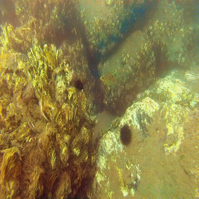 Underwater Object Detection Object Detection Dataset And Pre Trained Model By Centurion