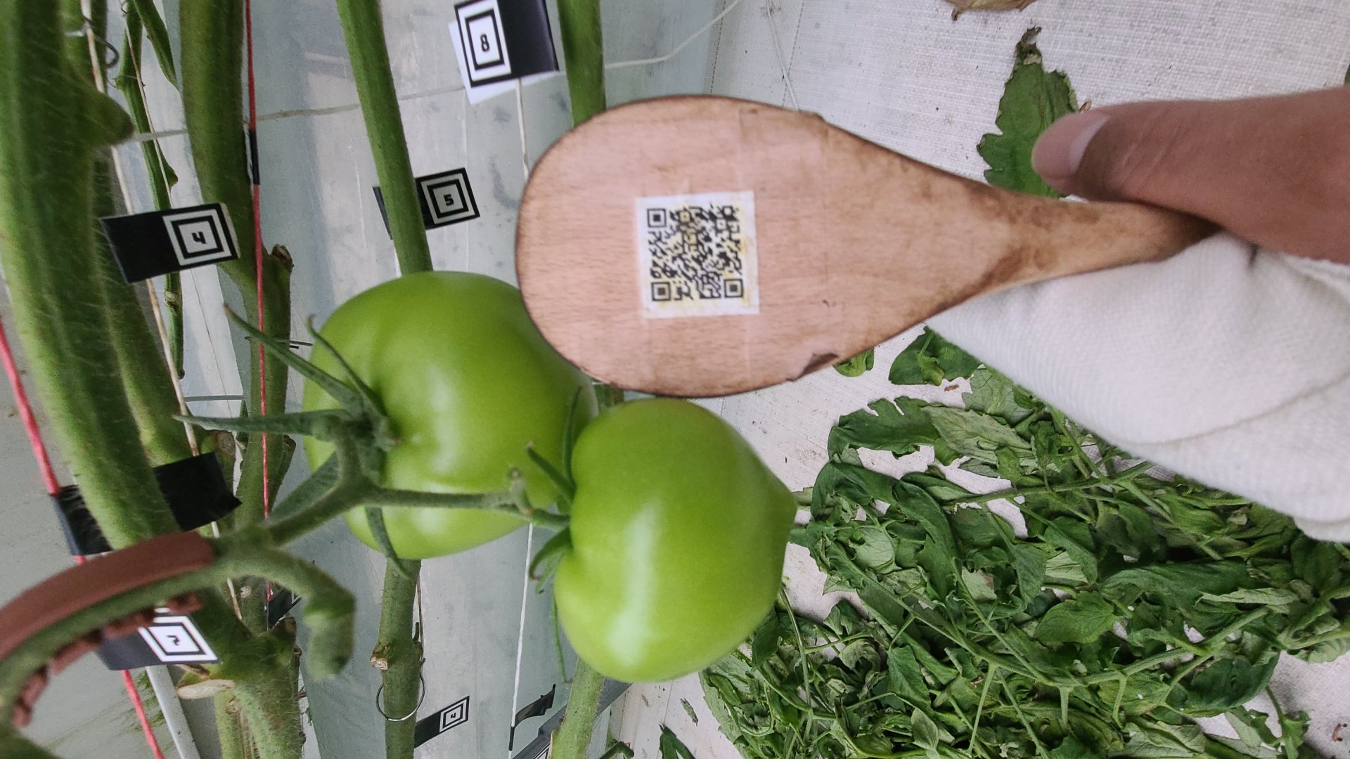 tomato_aihub Semantic Segmentation Dataset and Pre-Trained Model by tomato