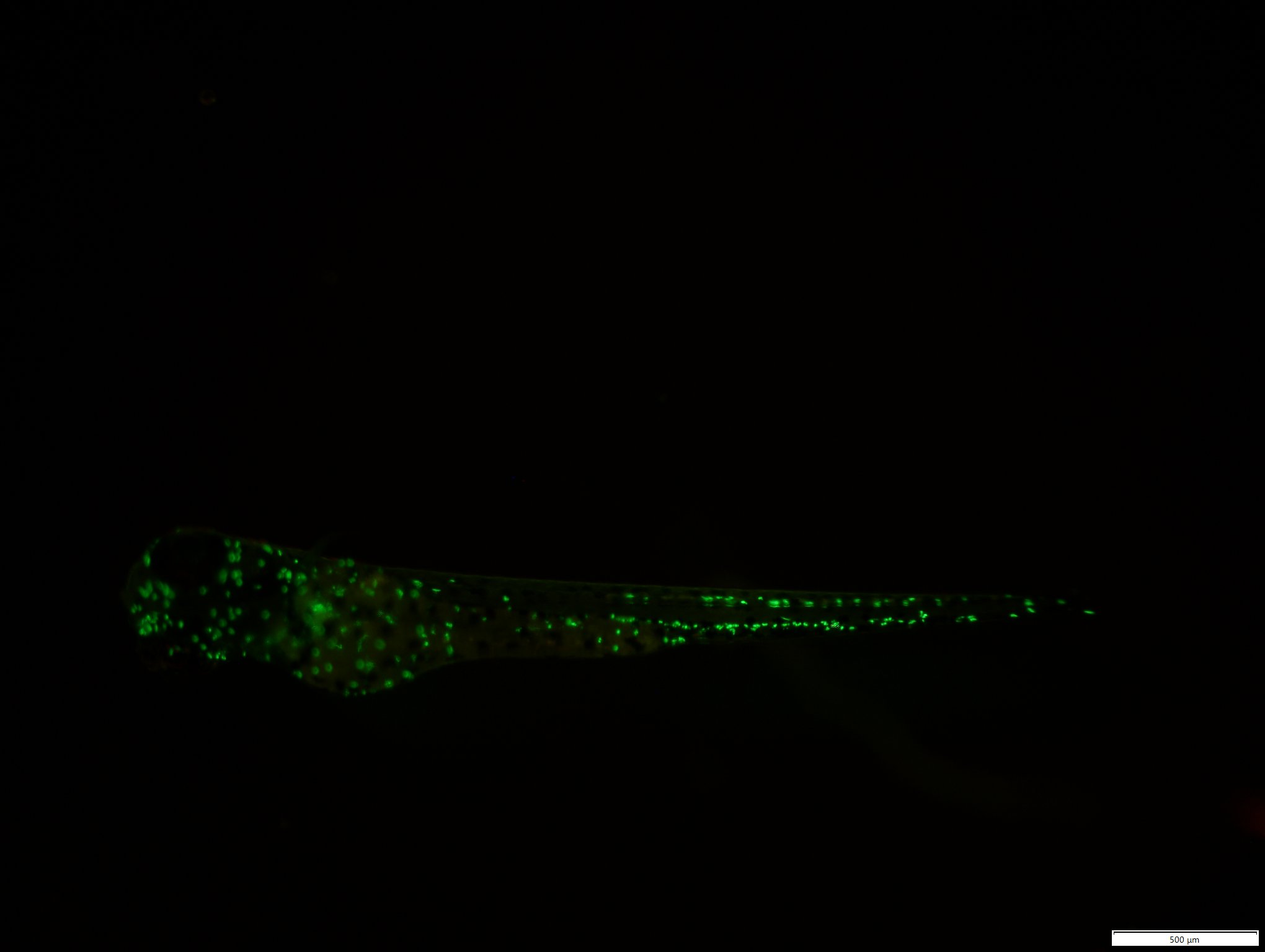 zebra fish Object Detection Dataset and Pre-Trained Model by chen