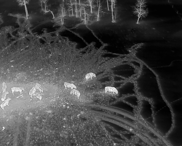 thermal_cow Object Detection Dataset by new-workspace-gr640