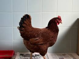 How to Use the Bird classification Classification API