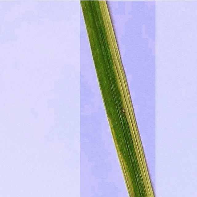 Deteksi Penyakit Pada Daun Padi 5 Class Object Detection Dataset By Dataset