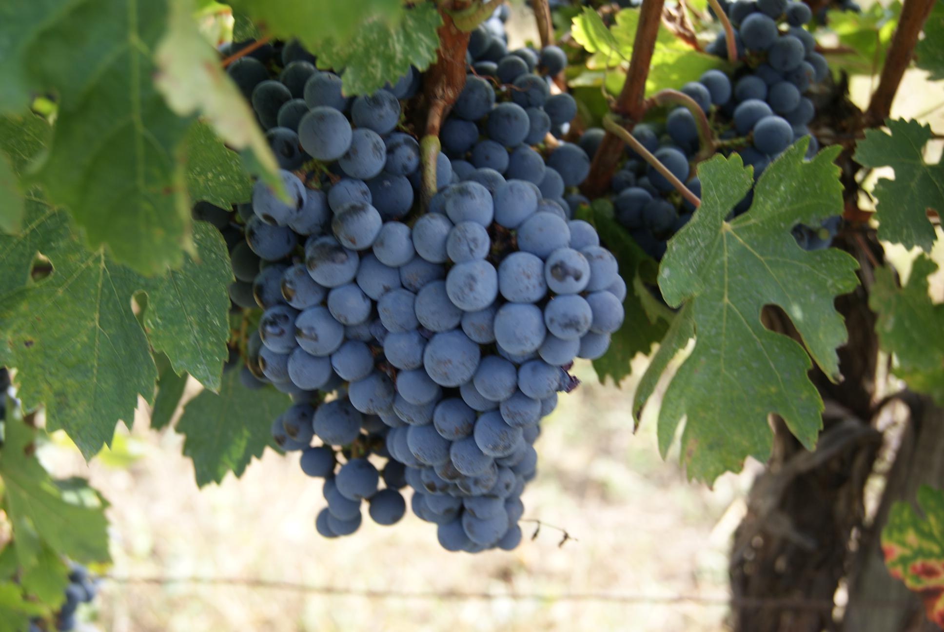 grapes_det_dataset Object Detection Dataset by Nikola Velcev