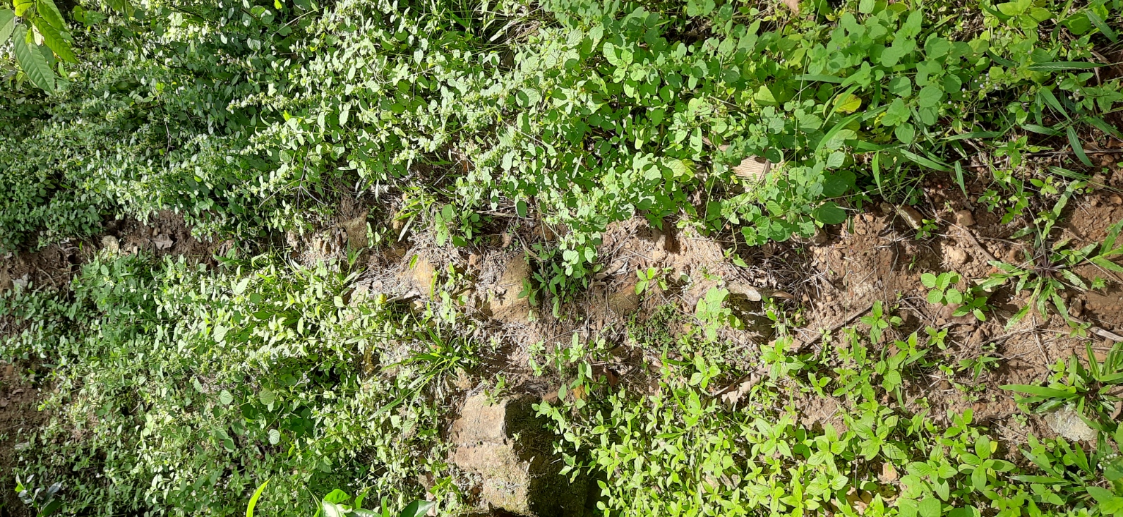 Sheettest Object Detection Dataset By University Of Sri Jayewardenepura