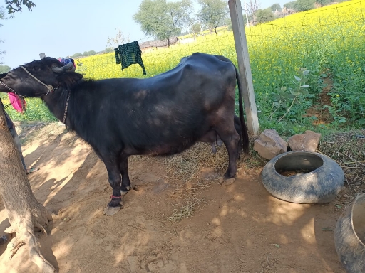 Cattle feature prediction Object Detection Dataset and Pre-Trained Model by tutorial