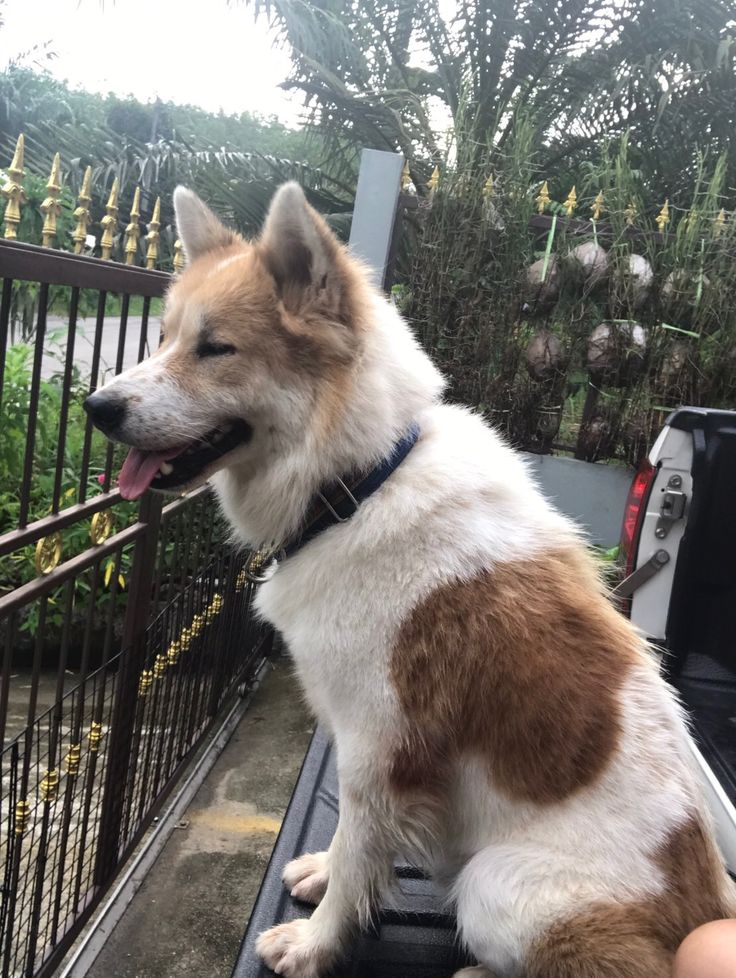 366811940003_dog_face_detection Object Detection Dataset and Pre ...