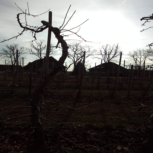 How to Use the Tree detection Object Detection API