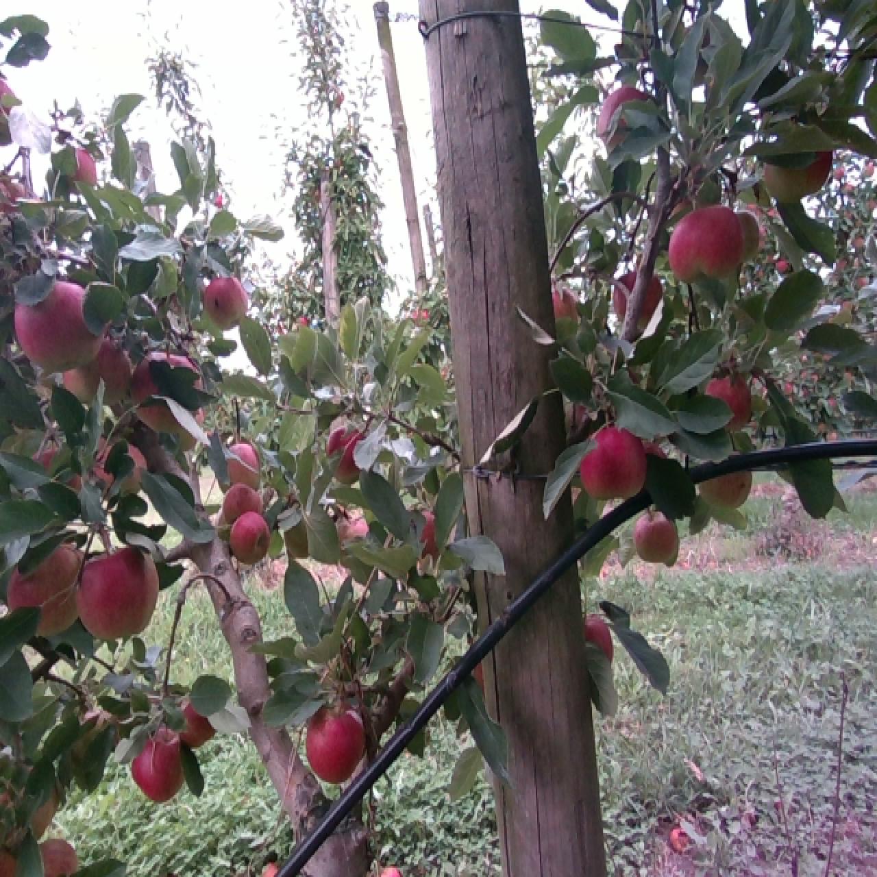 Apple Detector Object Detection Dataset V2 Dataset Overview Camera