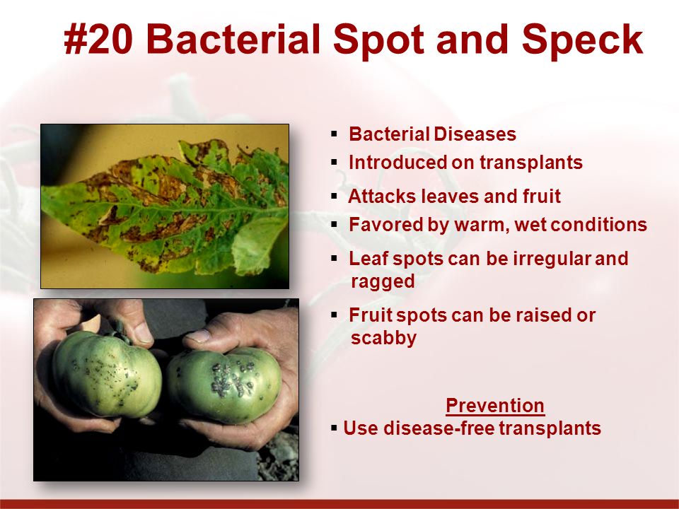 Plants Images Object Detection Dataset And Pre Trained Model By Plants Images