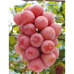 grape Instance Segmentation Dataset and Pre-Trained Model by zx