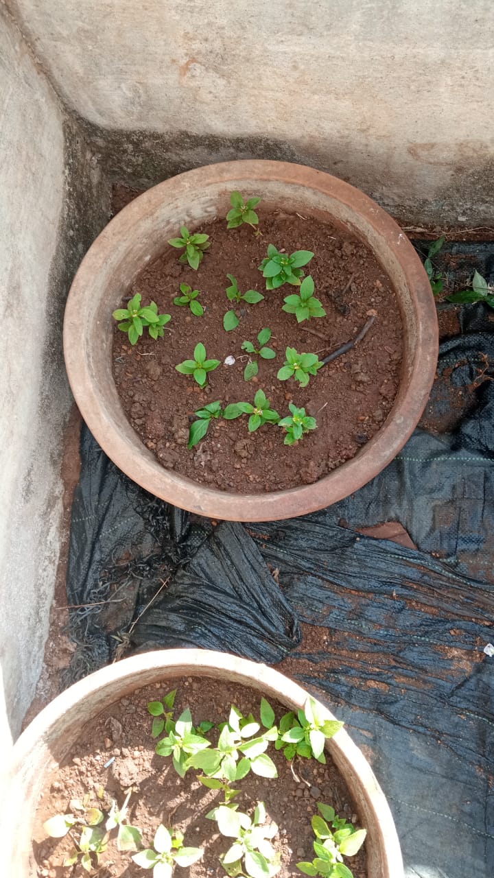 project weed detector Object Detection Dataset by Project weeds