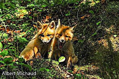 Camo_Object Object Detection Dataset by PROJECTCAMOUFLAGE