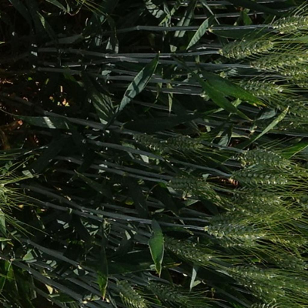 Global Wheat Detection Object Detection Dataset By Tjut