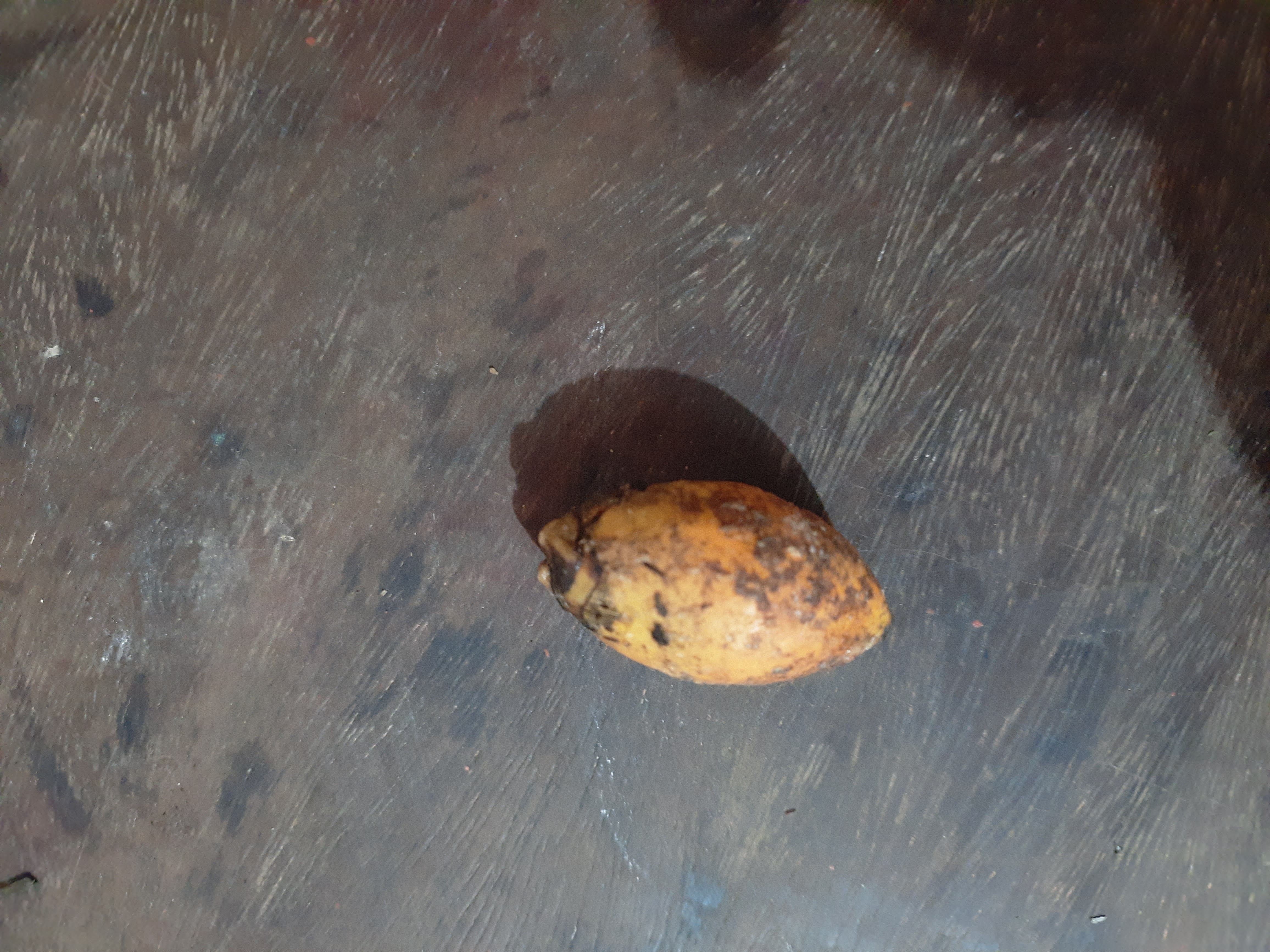 Arecanut Disease Detection Object Detection Dataset And Pre Trained Model By Nitte