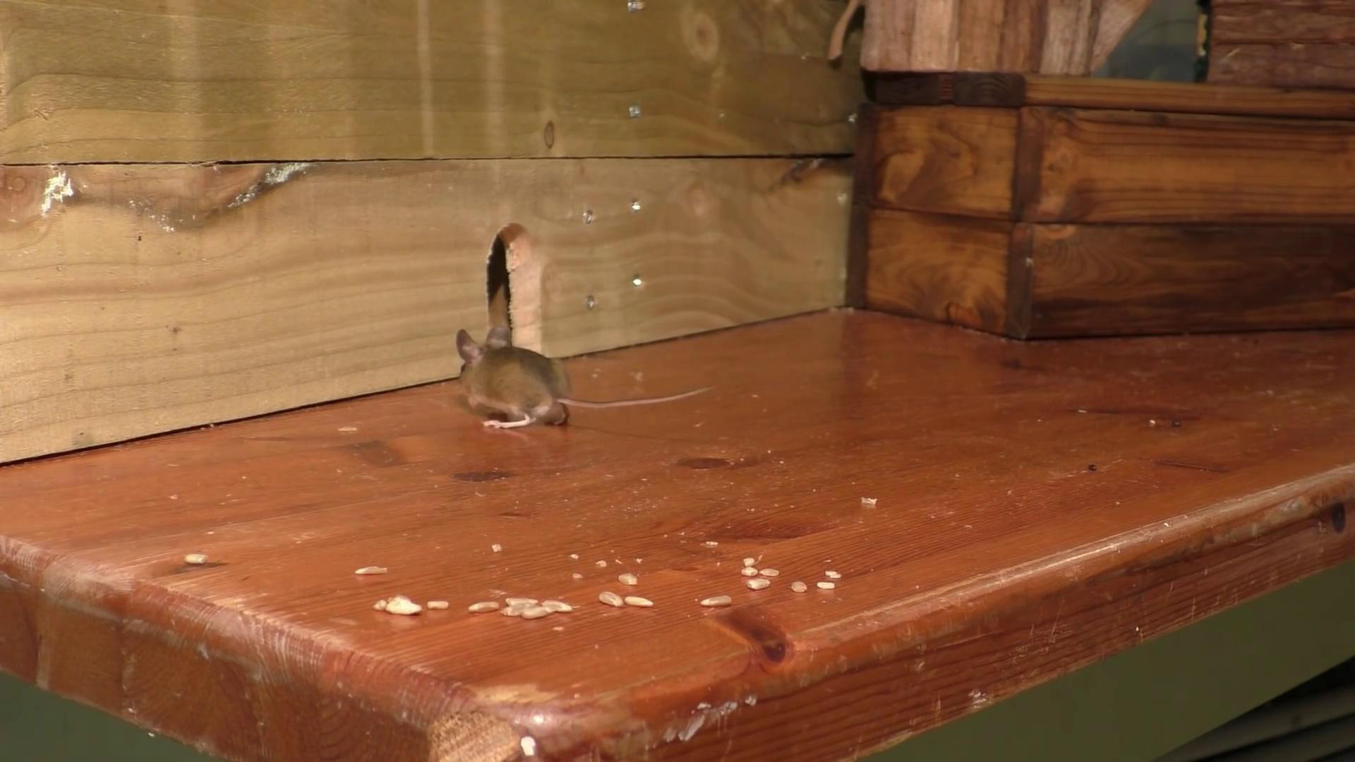 Mice Detection Object Detection Dataset And Pre Trained Model By Rutgers