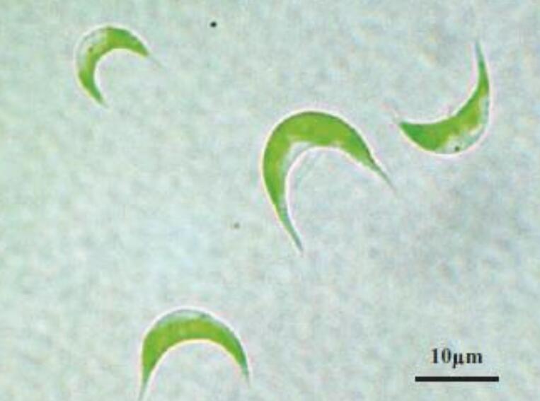 How to Use the yolov7-seg4 Instance Segmentation API
