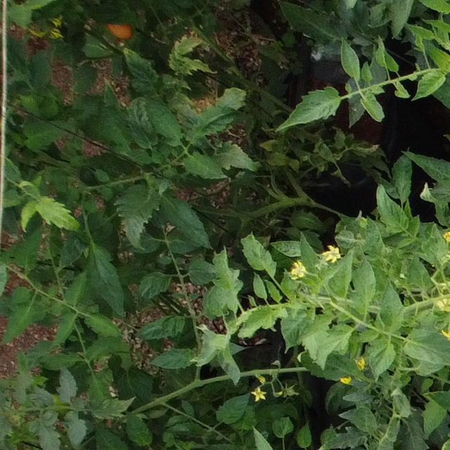 Detection Solanum Object Detection Dataset And Pre Trained Model By