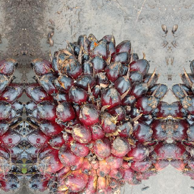 Image classification and fruit counting of oil palm fruit bunches ...