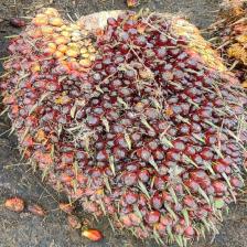 palm-fruit-ripeness-classificationcnn Classification Dataset and Pre ...