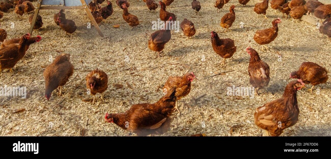 Chicken Object Detection Dataset by Dany