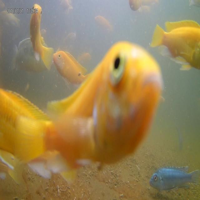 fish 2 Object Detection Dataset and Pre-Trained Model by fish