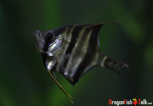 fish Object Detection Dataset and Pre-Trained Model by Chayakorn