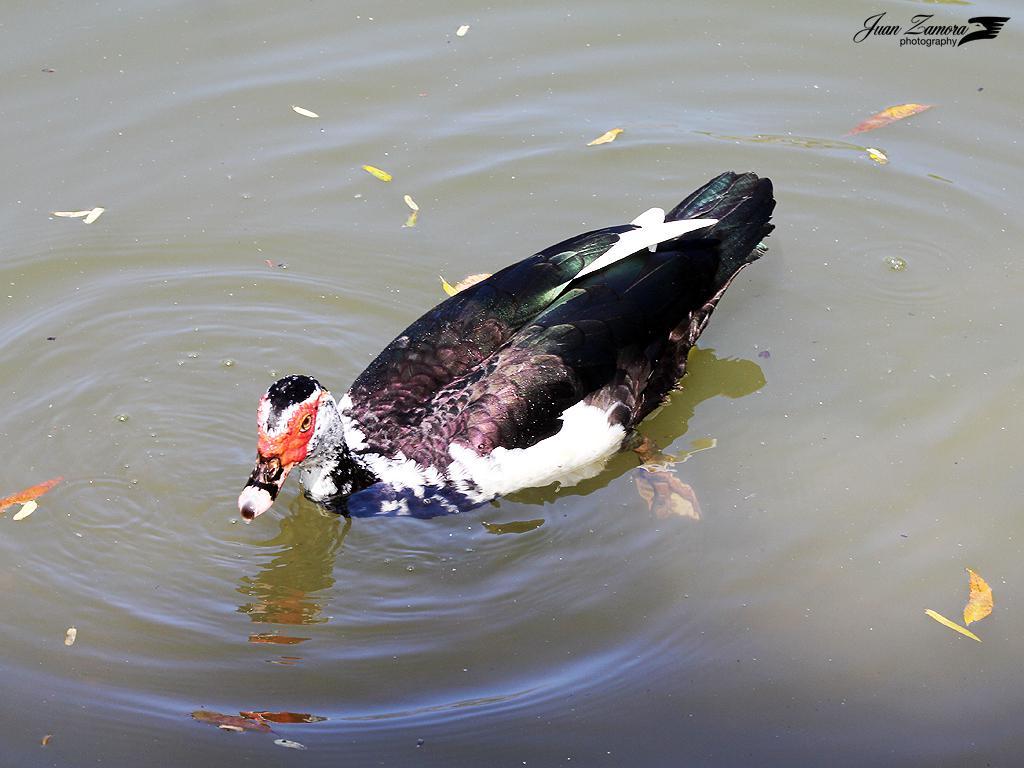 Duck Object Detection Dataset and Pre-Trained Model by Guangdong ...