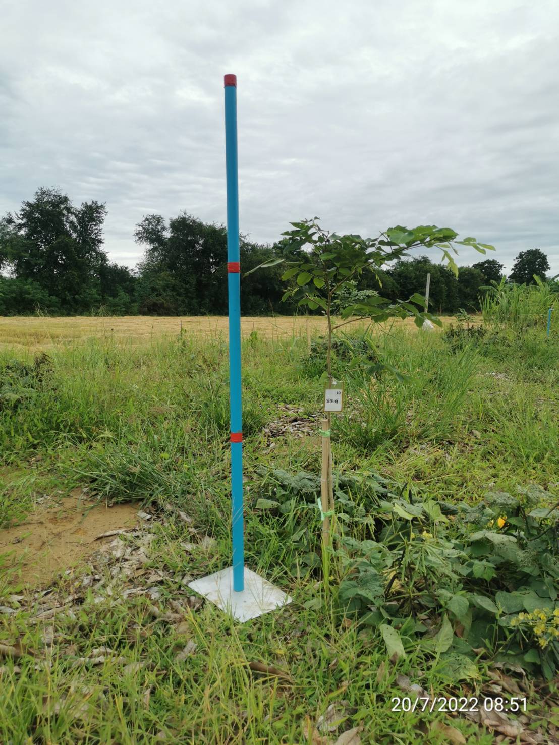 How to Use the TreeData3 Semantic Segmentation API