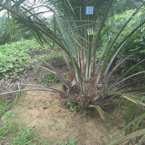 Palm Tree Detection Object Detection Dataset by WSDV SMART