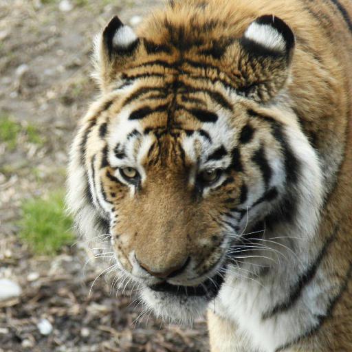 Nitheesh PS - Roboflow Universe