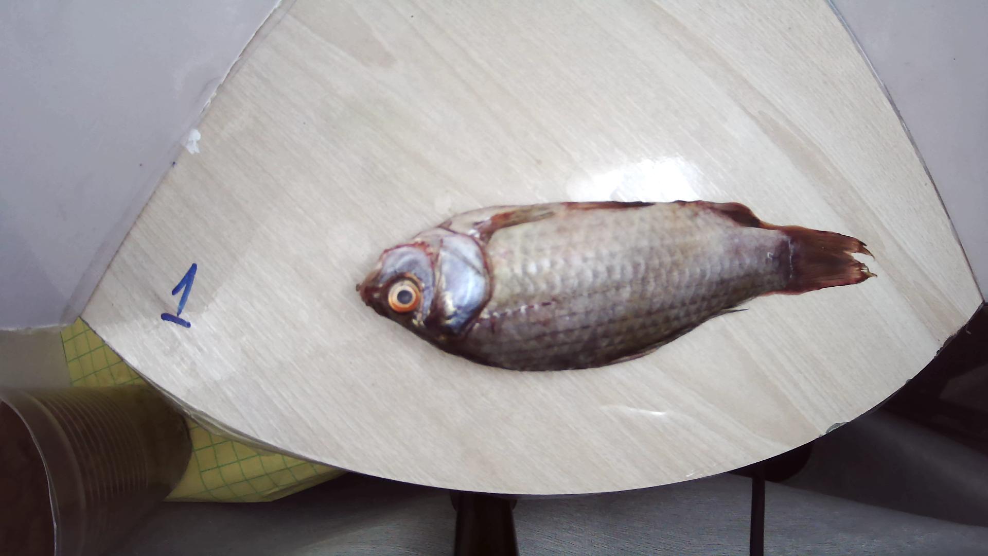 fish model Semantic Segmentation Dataset by create a predictive model fish model Semantic Segmentation Dataset by create a predictive model