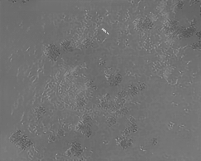 birdsai_synthetic_v2_samples Object Detection Dataset by flir yolo