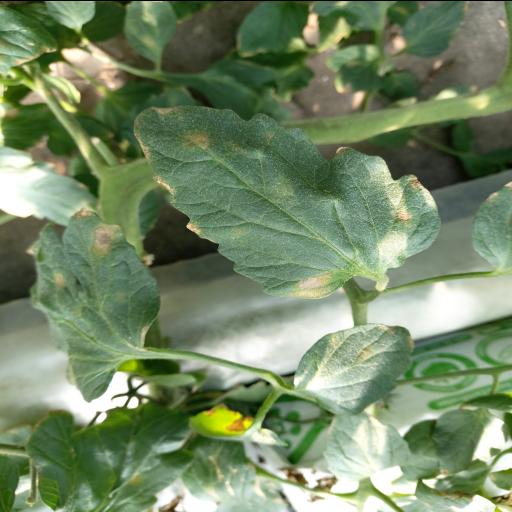 Tomato Disease Object Detection Dataset By Unitec