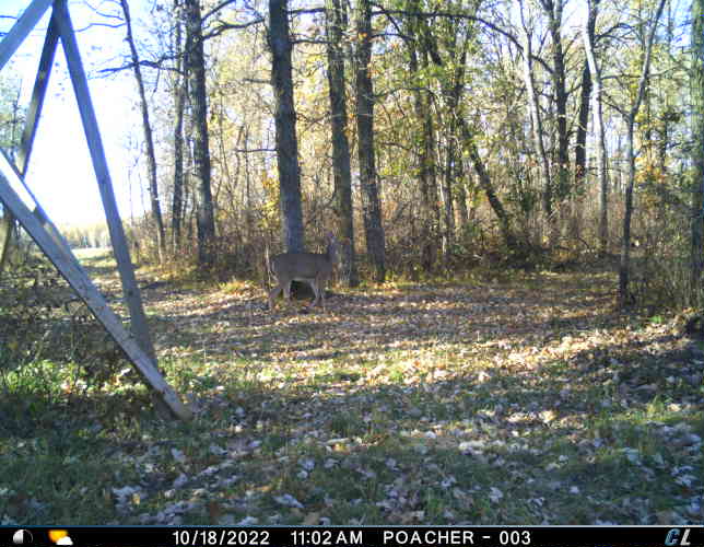 Deer Object Detection Dataset and Pre-Trained Model by DeerTracker