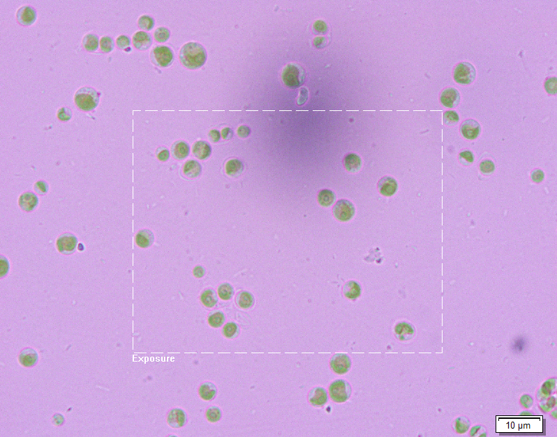 Mix Instance Segmentation Dataset and Pre-Trained Model by Universitas ...