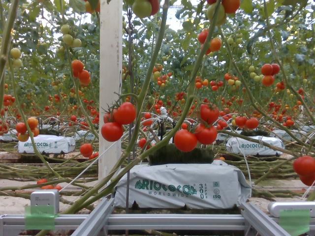 harvest Object Detection Dataset by tomato