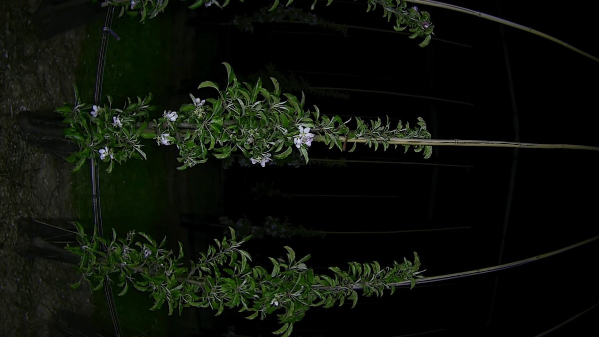 Apple flower clusters Instance Segmentation Dataset by CTU