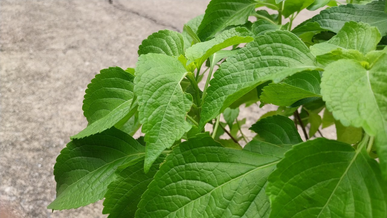 ฺBasil Object Detection Dataset by TNI