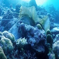 Neural_Ocean Object Detection Dataset and Pre-Trained Model by Neural Ocean