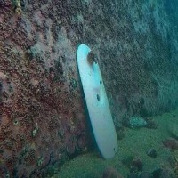 Neural_Ocean Object Detection Dataset and Pre-Trained Model by Neural Ocean