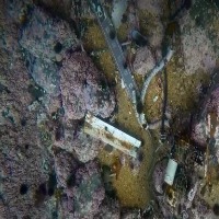 Neural_Ocean Object Detection Dataset and Pre-Trained Model by Neural Ocean