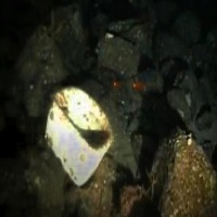 Neural_Ocean Object Detection Dataset and Pre-Trained Model by Neural Ocean