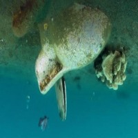 Neural_Ocean Object Detection Dataset and Pre-Trained Model by Neural Ocean