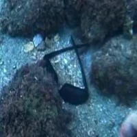 Neural_Ocean Object Detection Dataset and Pre-Trained Model by Neural Ocean